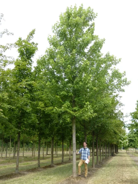 Acer ×freemanii AUTUMN BLAZE ('Jeffersred') - Van den Berk Boomkwekerijen