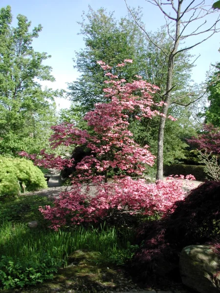 Cornus florida f.rubra | Oost-Amerikaanse kornoelje (cv) - Van den Berk ...