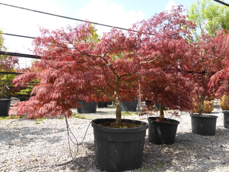Acer palmatum 'Garnet' | Japanse esdoorn (cv) - Van den Berk Boomkwekerijen