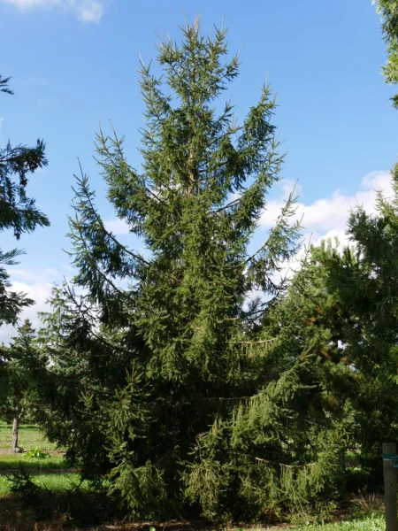 Picea abies | Fijnspar - Van den Berk Boomkwekerijen