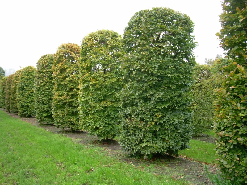 Fagus sylvatica | Gewone beuk - Van den Berk Boomkwekerijen