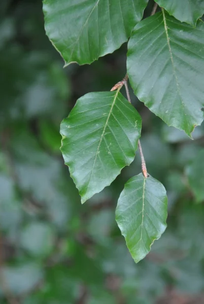 Fagus sylvatica | Gewone beuk - Van den Berk Boomkwekerijen