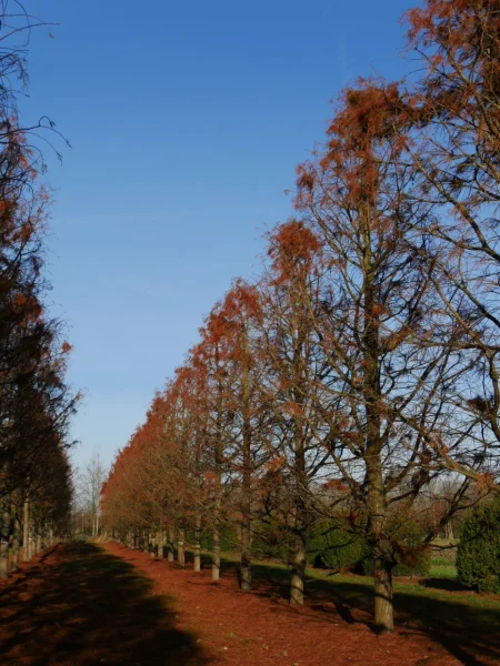 Taxodium distichum 'Nutans' | Moerascypres (cv) - Van den Berk ...