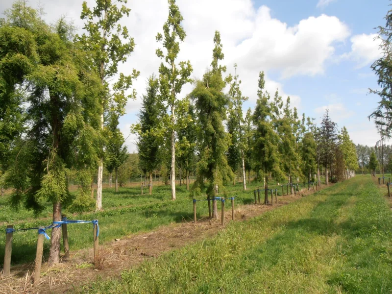 Taxodium distichum 'Pendulum' | Treurende moerascypres (cv) - Van den ...