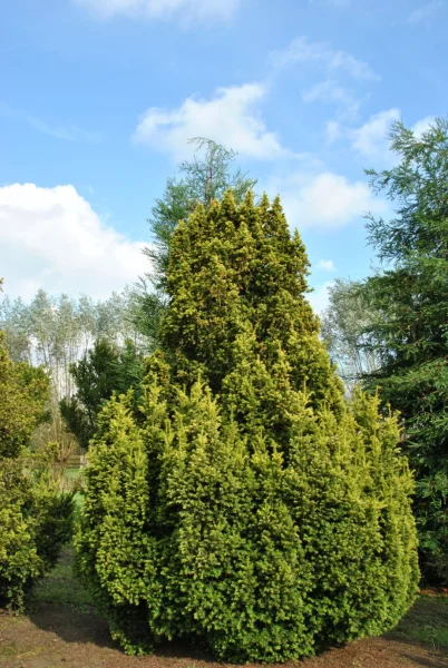 Taxus baccata f. aurea | Taxus (v) - Van den Berk Boomkwekerijen