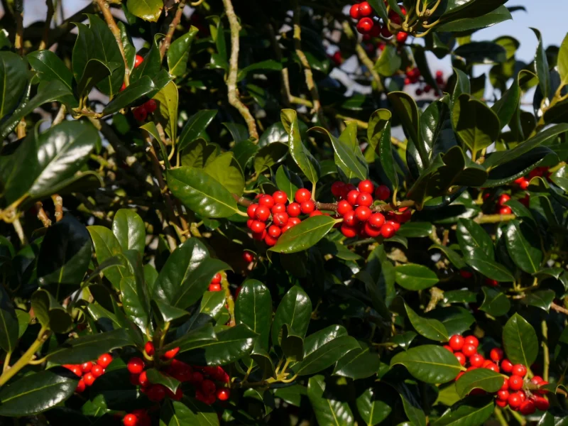 Ilex aquifolium 'J.C. van Tol' | Hulst (cv) - Van den Berk Boomkwekerijen