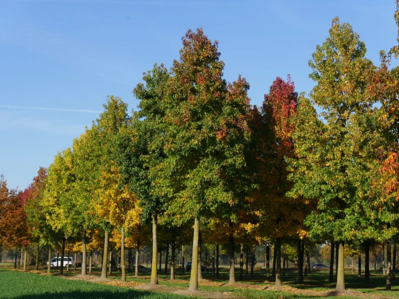 Liquidambar styraciflua | Amberboom - Van den Berk Boomkwekerijen