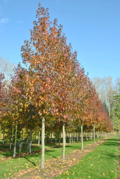 Liquidambar styraciflua 'Worplesdon' | Amberboom (cv) - Van den Berk Boomkwekerijen