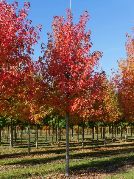 Liquidambar styraciflua 'Worplesdon' | Amberboom (cv) - Van den Berk Boomkwekerijen