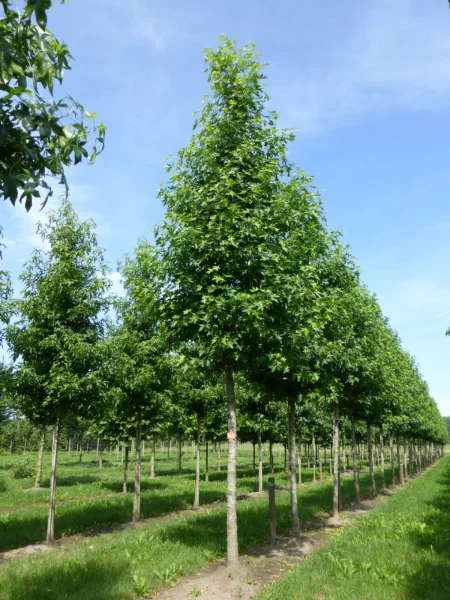 Liquidambar styraciflua 'Worplesdon' | Amberboom (cv) - Van den Berk Boomkwekerijen