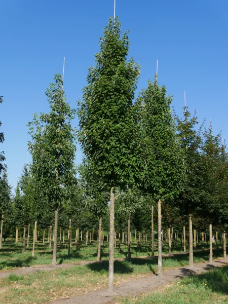 Acer rubrum 'Northwood' | Rode esdoorn (cv) - Van den Berk Boomkwekerijen