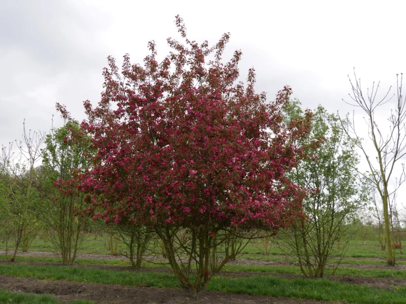 Malus 'Rudolph' | Sierappel (cv) - Van den Berk Boomkwekerijen