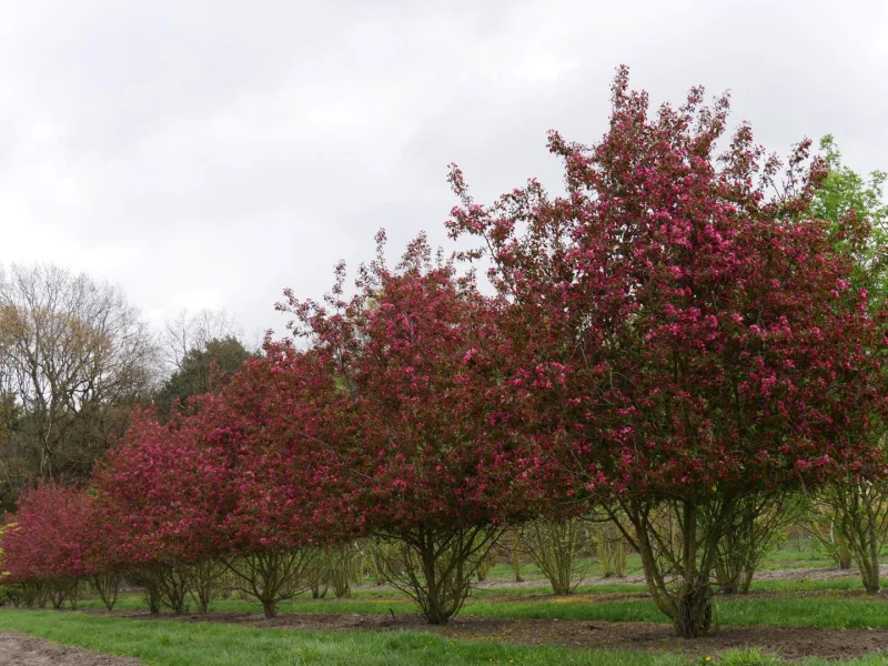 Malus 'Rudolph' | Sierappel (cv) - Van den Berk Boomkwekerijen