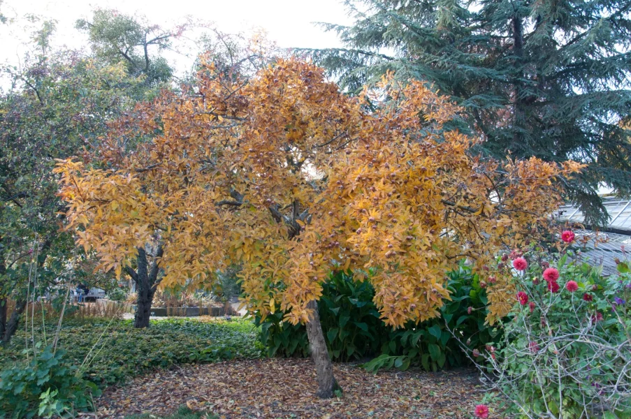 Mespilus germanica | Mispel - Van den Berk Boomkwekerijen