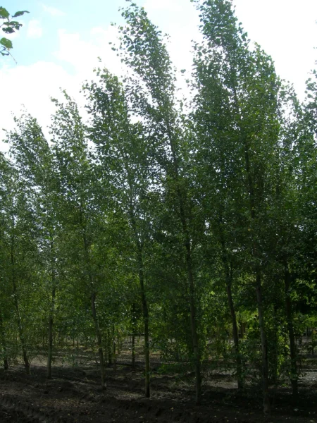 Populus simonii 'Fastigiata' | Zuilvormige Chinese balsempopulier - Van ...
