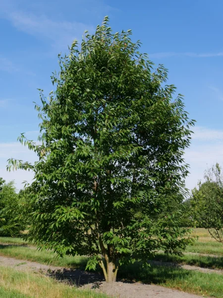 Prunus avium 'Plena' | Sierkers (cv) - Van den Berk Boomkwekerijen