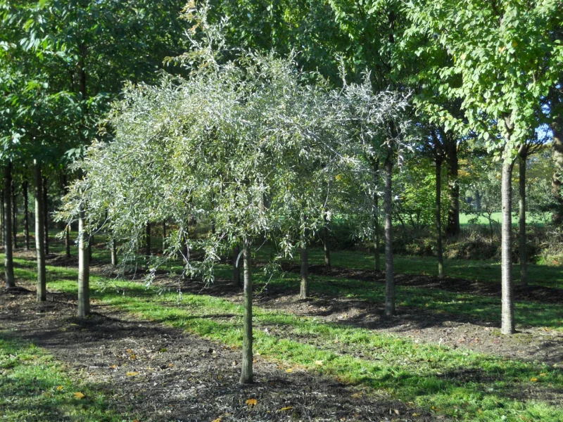 Pyrus salicifolia 'Pendula' | Wilgbladige treurpeer (sierpeer) - Van ...