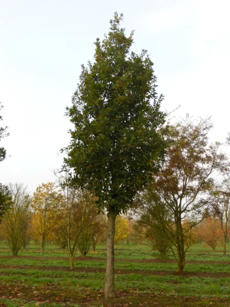 Quercus ×turneri 'Pseudoturneri' | Oostenrijkse eik (cv) - Van den Berk ...