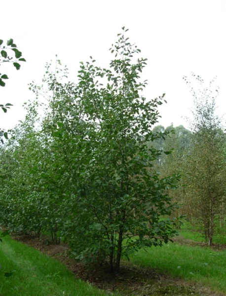 Alnus incana | Witte els, Grijze els - Van den Berk Boomkwekerijen