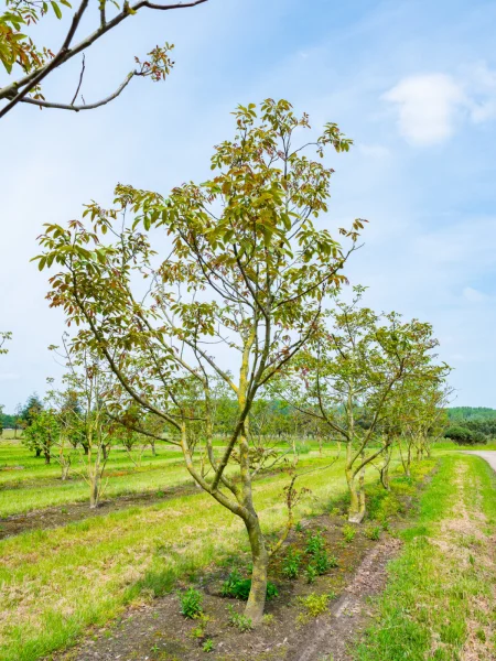 Juglans regia | Gewone walnoot, Okkernoot - Van den Berk Boomkwekerijen