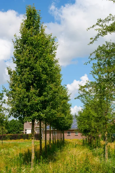 Pyrus calleryana 'Chanticleer' | Sierpeer (cv) - Van den Berk ...