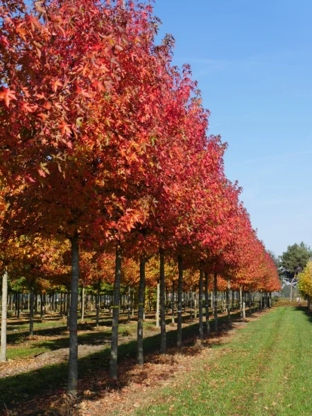 Amberbomen, 7 soorten voor meer herfstkleur in de tuin.