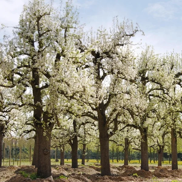Fruitbomen kopen: de complete gids voor het kiezen van de beste ...