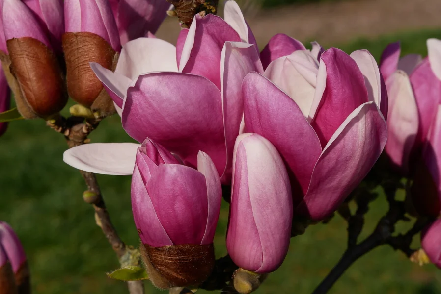 Magnolia (Beverboom), een prachtige voorjaarsbloeier | Van den Berk ...