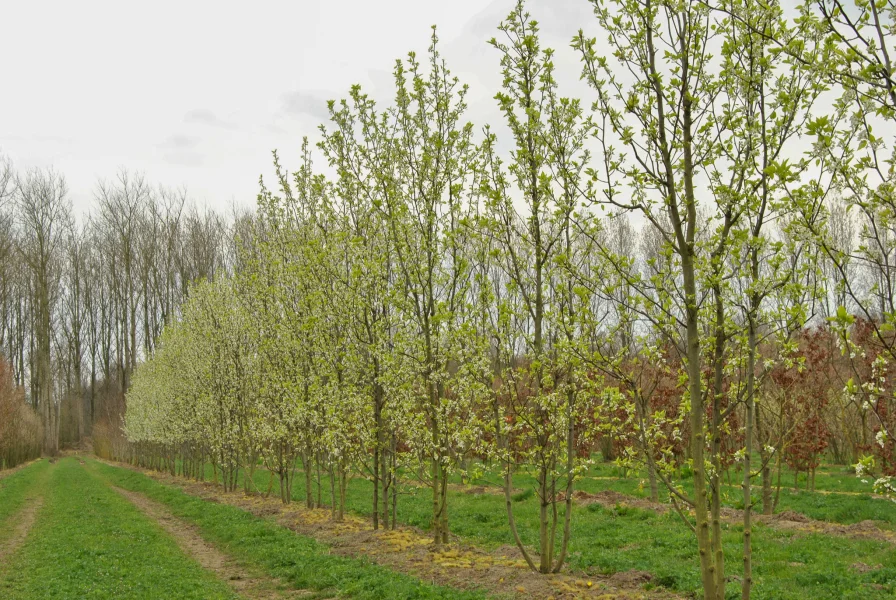 Bijzondere sierperen