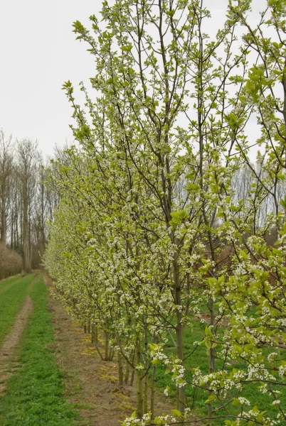 Bijzondere sierperen