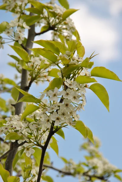 Bijzondere sierperen