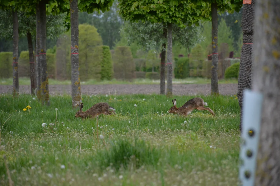 Natuur regelt zelf veel gewasbescherming