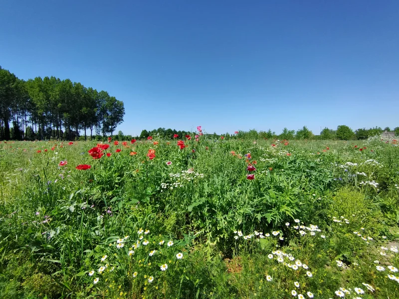 Natuur regelt zelf veel gewasbescherming