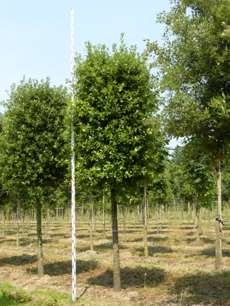 Groenblijvende bomen en struiken. Welke soorten zijn er?