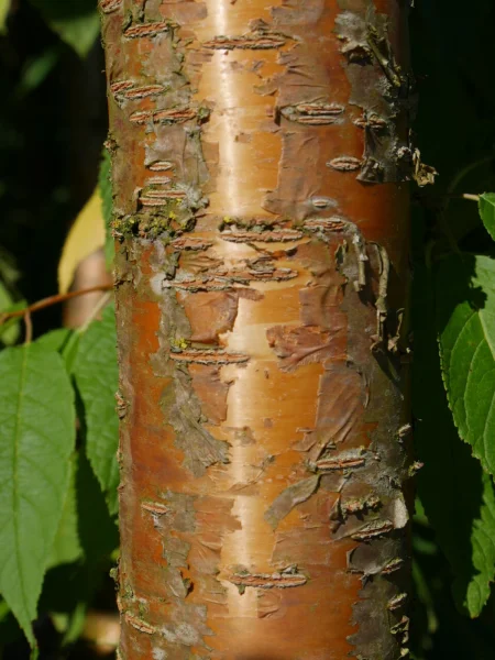 Bomen met een opvallende bast, bekijk de mogelijkheden | Van den Berk ...