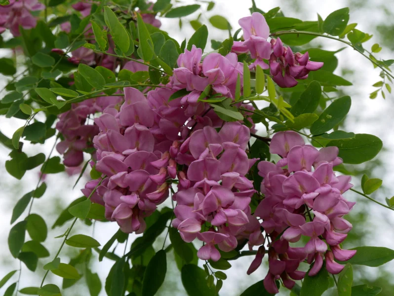 Bomen met roze bloesem, de soorten op een rij - Van den Berk Boomkwekerijen