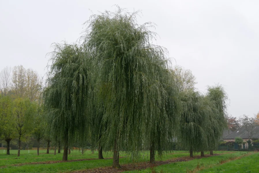 De mooiste treurwilgen en treurbomen op een rij - Van den Berk ...