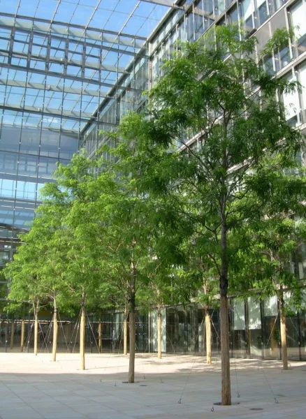 Hoe bomen geluidsvervuiling in stedelijke gebieden verminderen