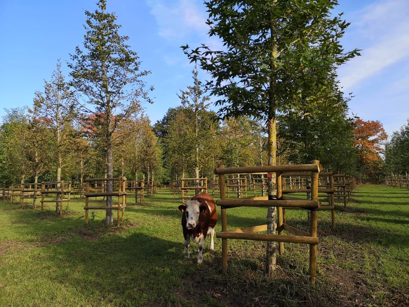 Runderen grazen tussen bomen