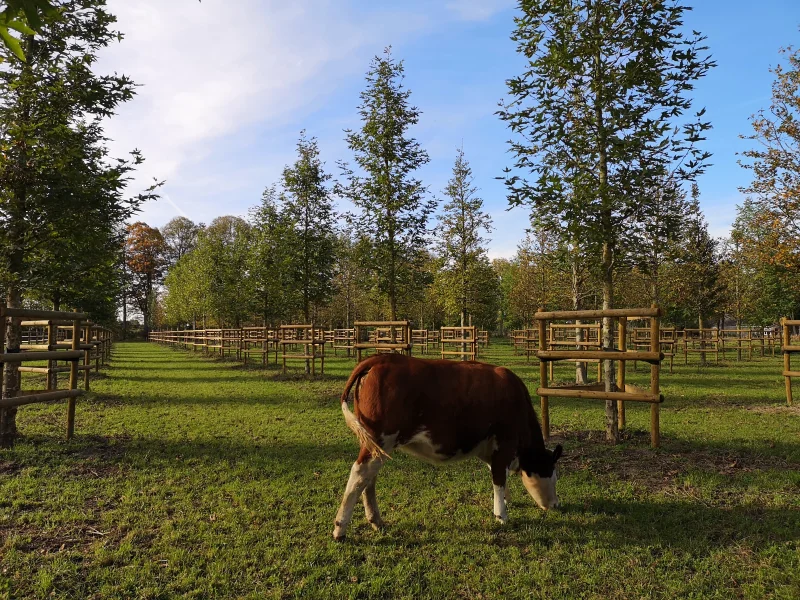 Runderen grazen tussen bomen
