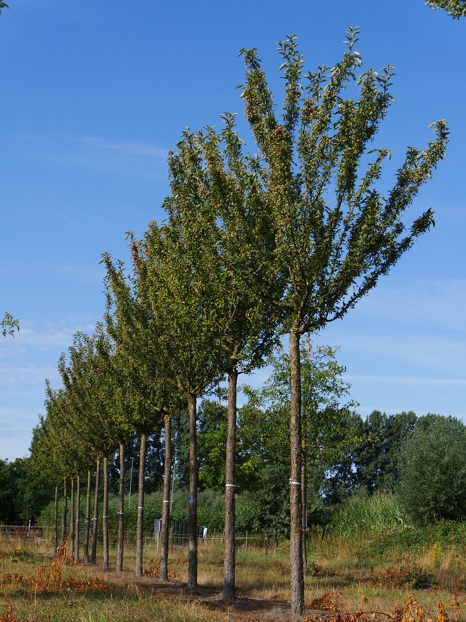 Malus 'Adirondack' | Sierappel (cv) - Van den Berk Boomkwekerijen