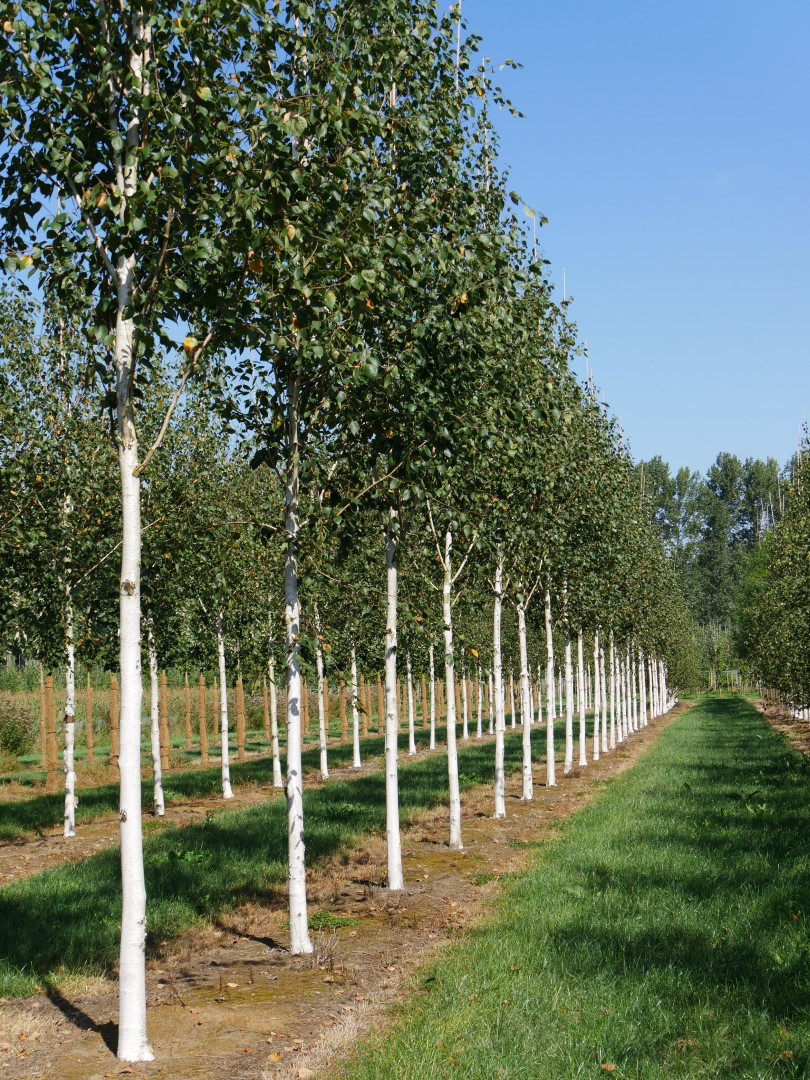Betula utilis var. jacquemontii | Witte himalayaberk | Van den Berk ...