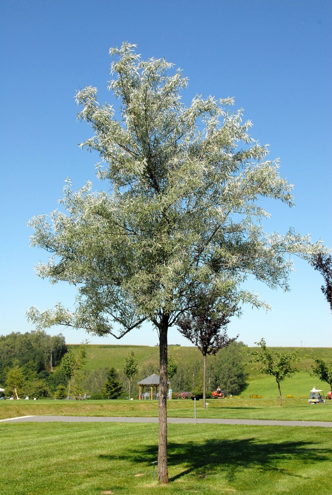 Bomen water geven; een praktische handleiding - Van den Berk Boomkwekerijen